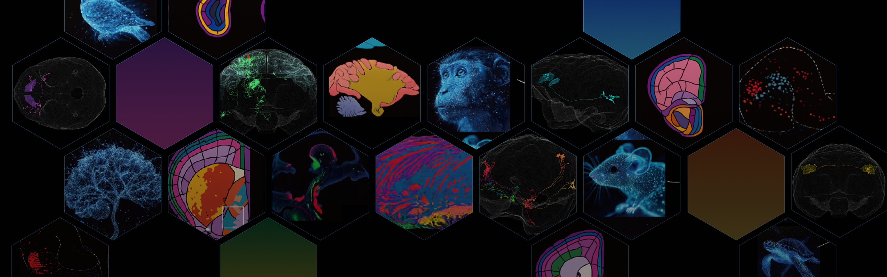 International Consortium for Primate Brain Mapping